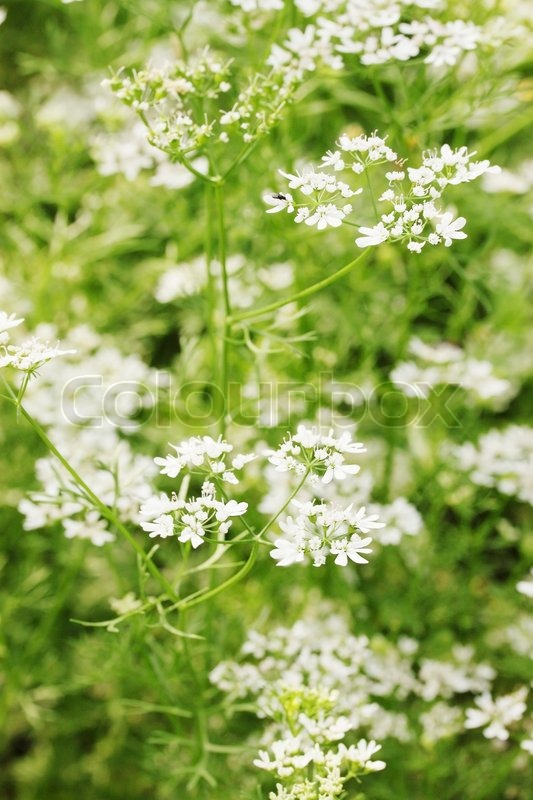 Small white flowers cilantro, spring ... | Stock Photo | Colourbox