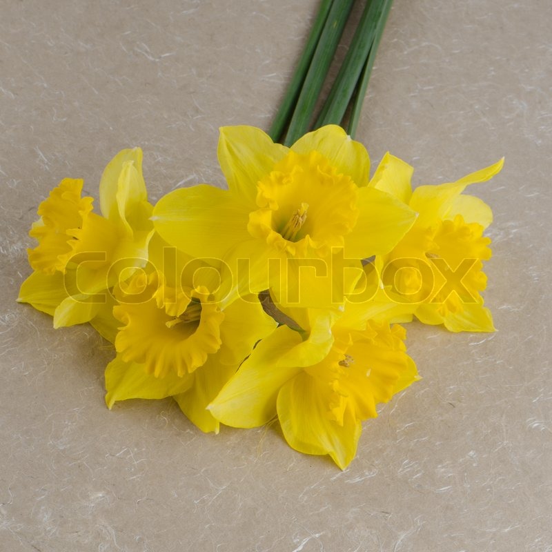 Yellow jonquil flowers on paper ... | Stock image | Colourbox