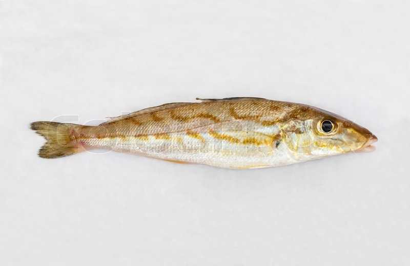 Close up Silver sillago fish on white ... | Stock image | Colourbox