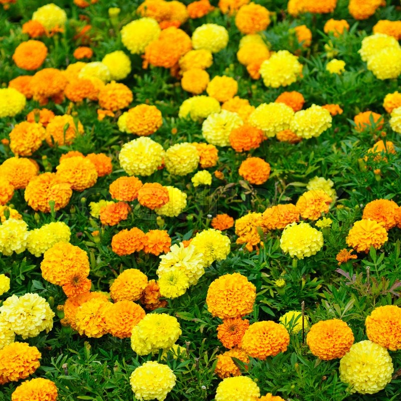 Calendula flowers field, blossoming at ... | Stock image | Colourbox