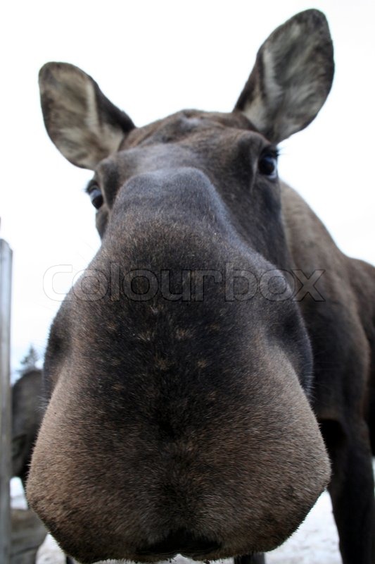 Close-up of animal head | Stock image | Colourbox