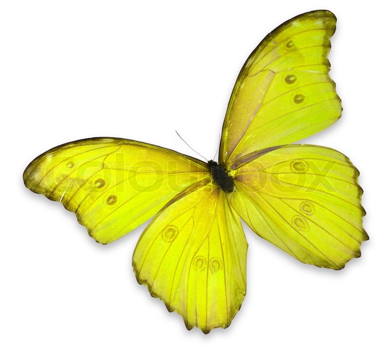 Beautiful yellow butterfly isolated on ... | Stock image | Colourbox