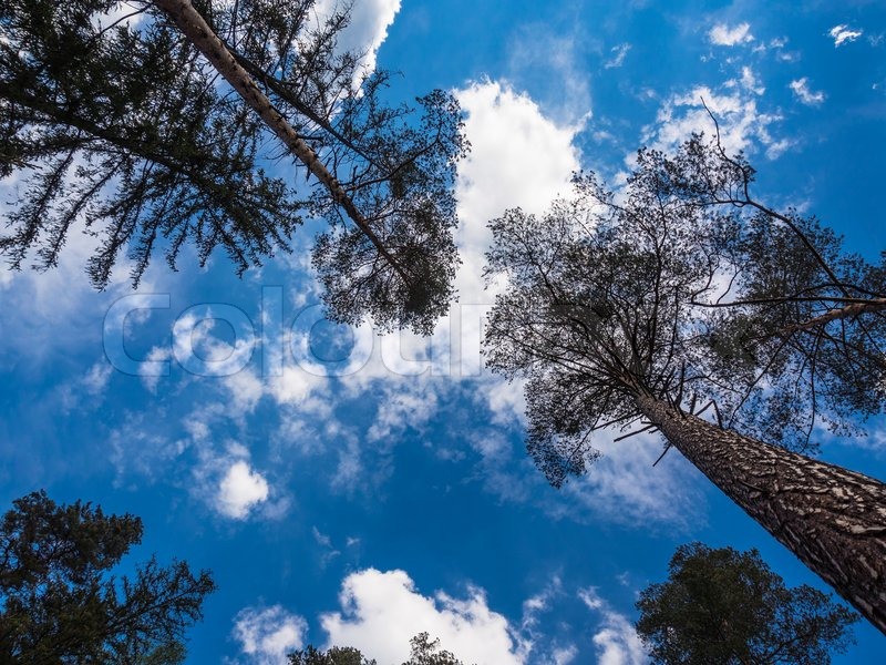 Trees with clouds in blue sky. | Stock image | Colourbox