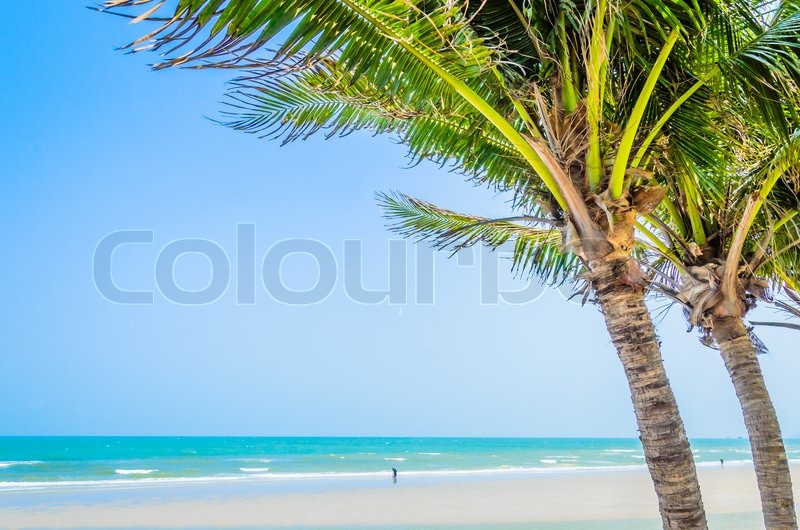 Coconut tree on the beach | Stock image | Colourbox