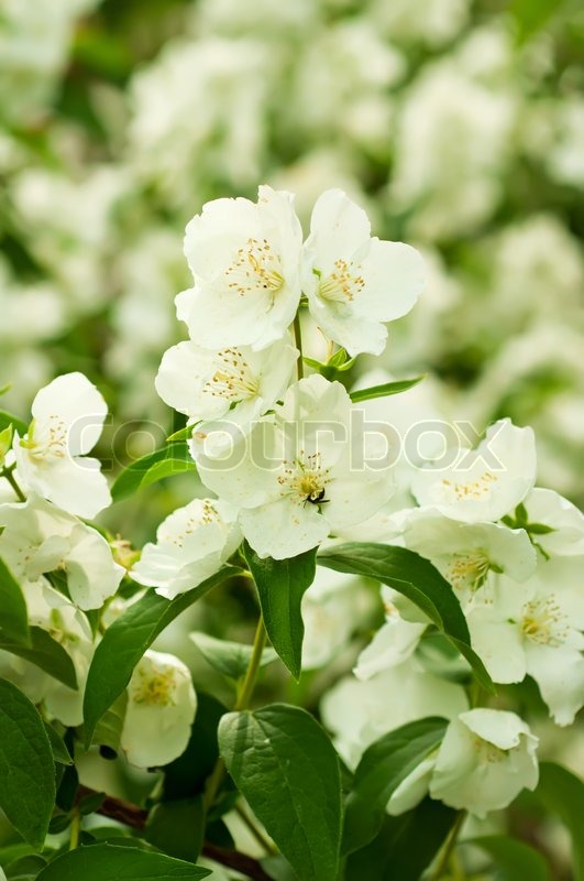 Jasmine Flower Background