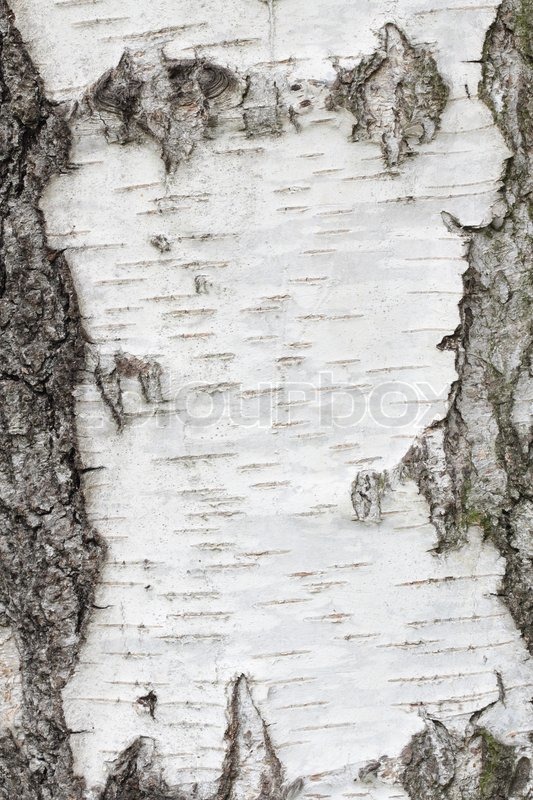 Weiße Birke Baum Textur abstrakt | Stock Bild | Colourbox