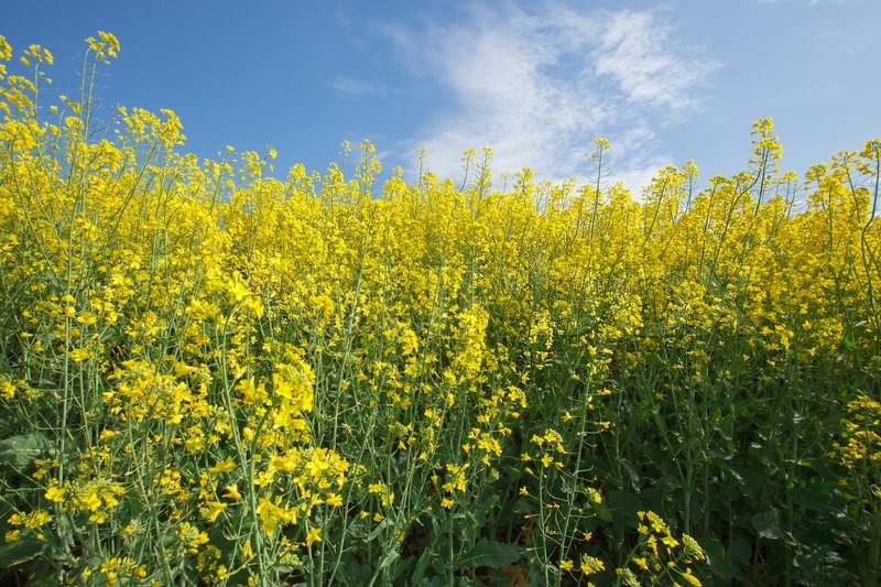 "Rapeseed field. Oilseed Rape, Canola, ... | Stock image | Colourbox