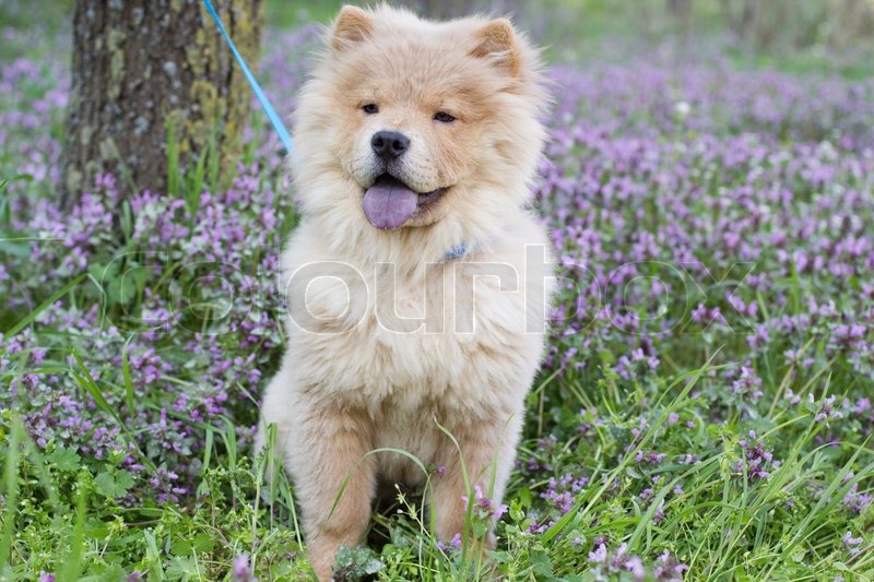 Сhow chow dog sitting in the grass, ... | Stock image | Colourbox
