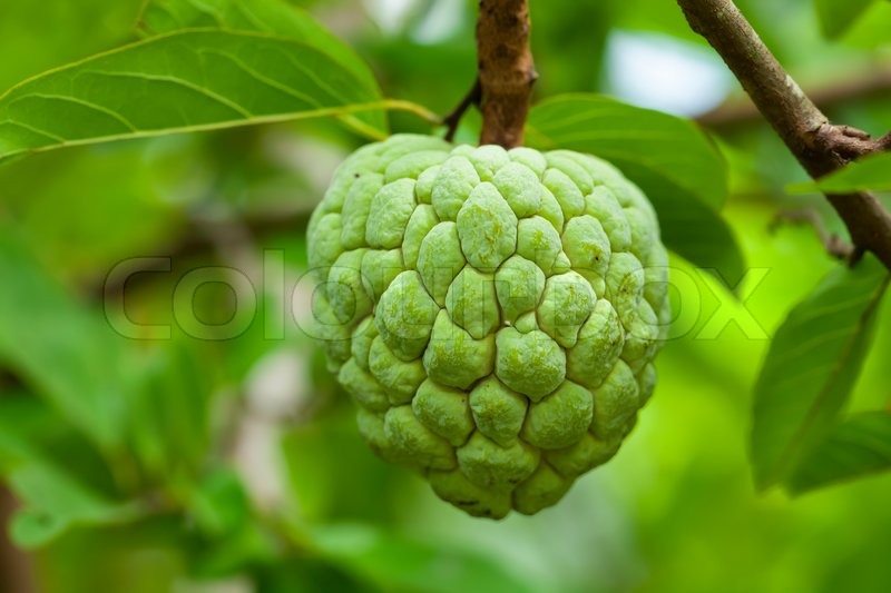 Custard apple | Stock Bild | Colourbox
