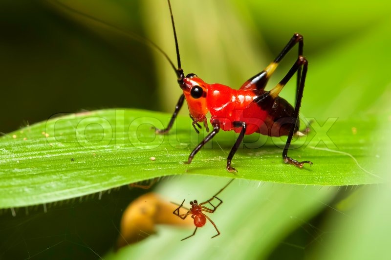 Insects on the other hand, naturally ... | Stock image | Colourbox