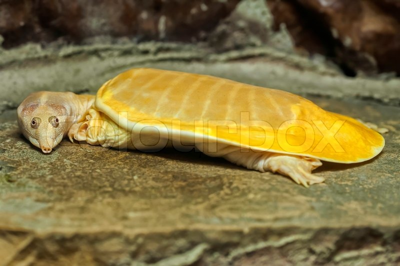 Albino Softshell Turtle