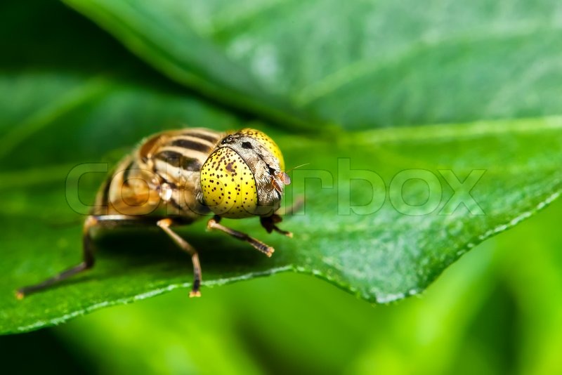 Insects in nature, Thailand. | Stock image | Colourbox