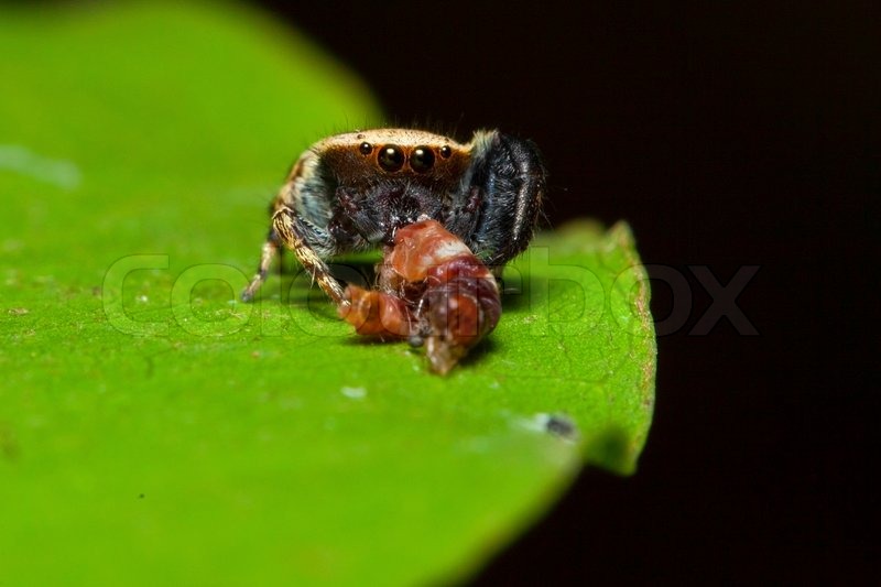 Spiders in the forest. | Stock image | Colourbox