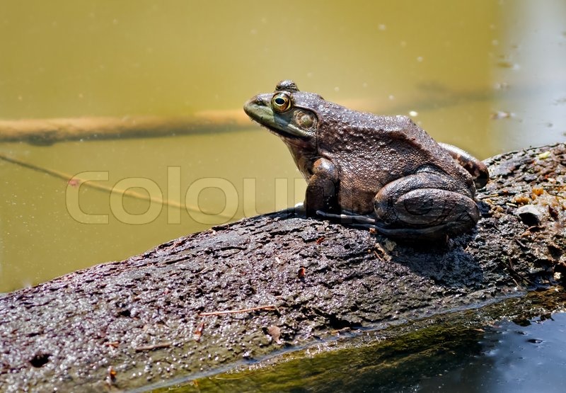 Frosch auf einem Baumstamm | Stock Bild | Colourbox