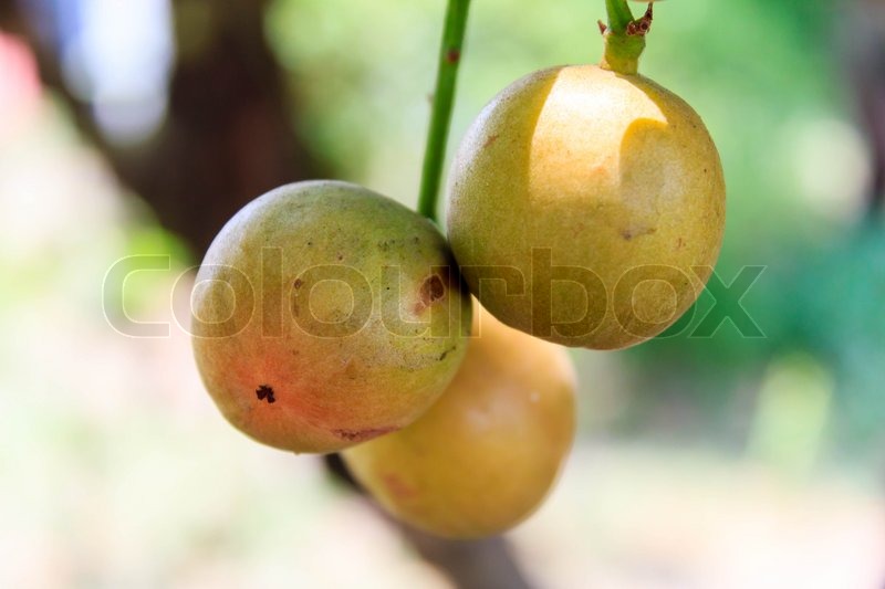 Baccaurea ramiflora on the tree , Sweet ... | Stock image | Colourbox