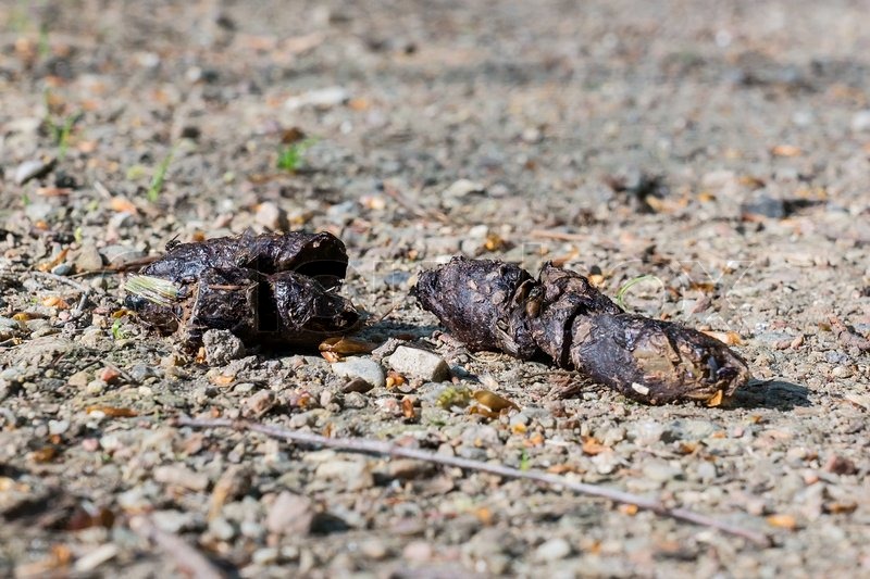 Dog or fox poop on the ground and flies ... | Stock image | Colourbox