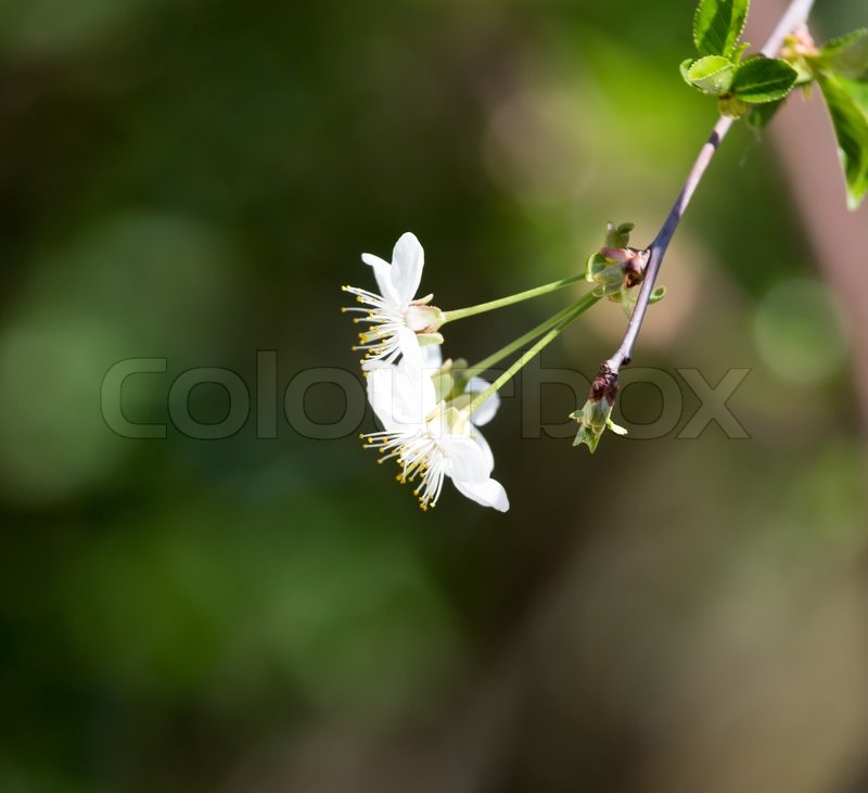 Beautiful flowers on a tree branch in ... | Stock image | Colourbox