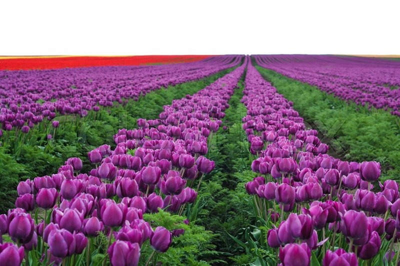 Frühling | Stock Bild | Colourbox