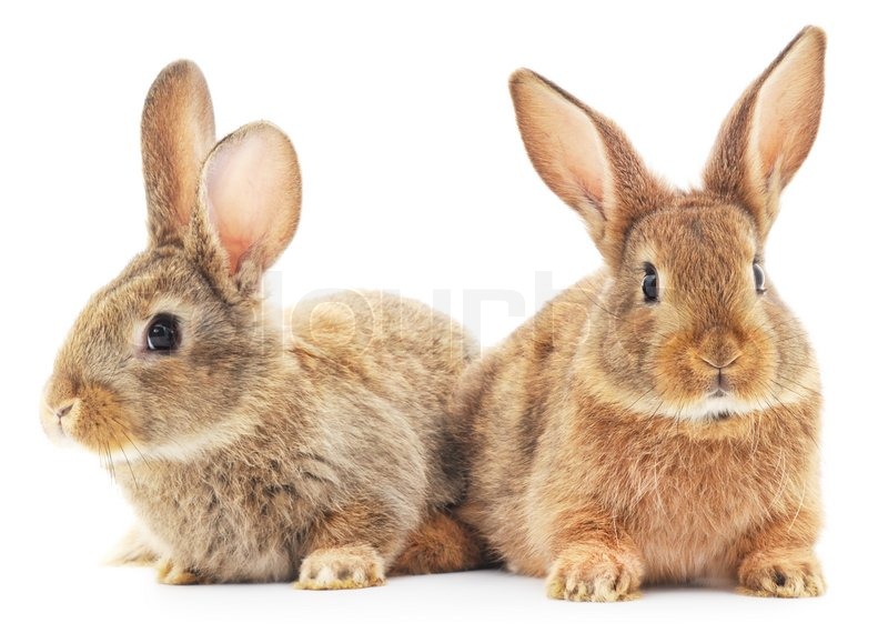 Isolated image of a two bunny rabbits. | Stock image | Colourbox