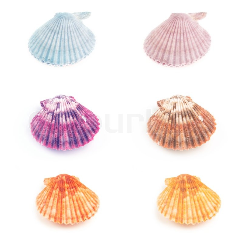 Colorful set of Scallop seashell ... | Stock image | Colourbox