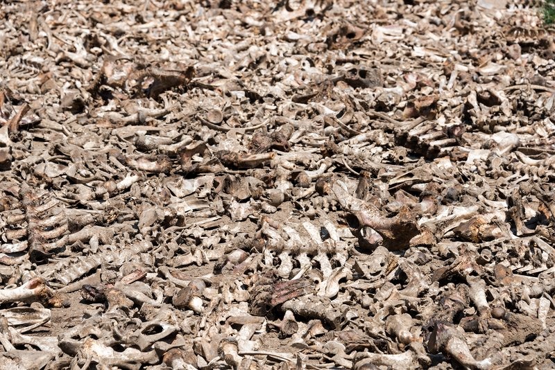 Alle totes Tier Knochen | Stock Bild | Colourbox