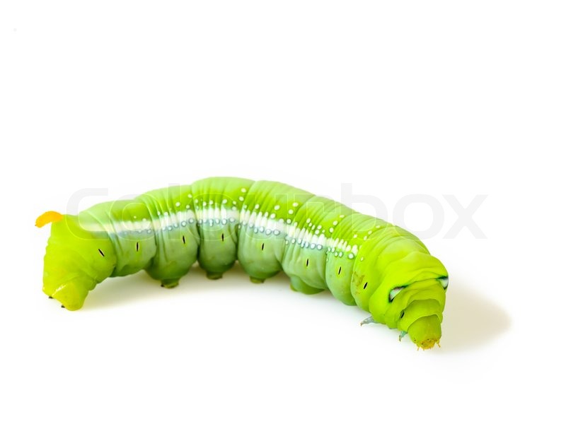 Green caterpillar isolated on white ... | Stock image | Colourbox