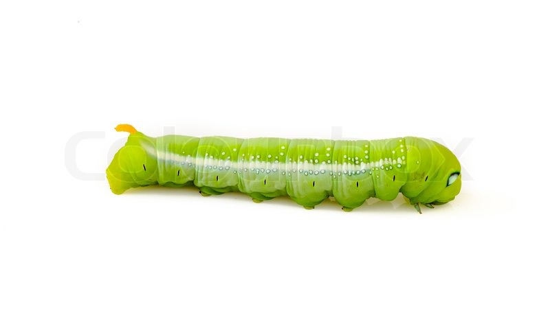Green caterpillar isolated on white ... | Stock image | Colourbox