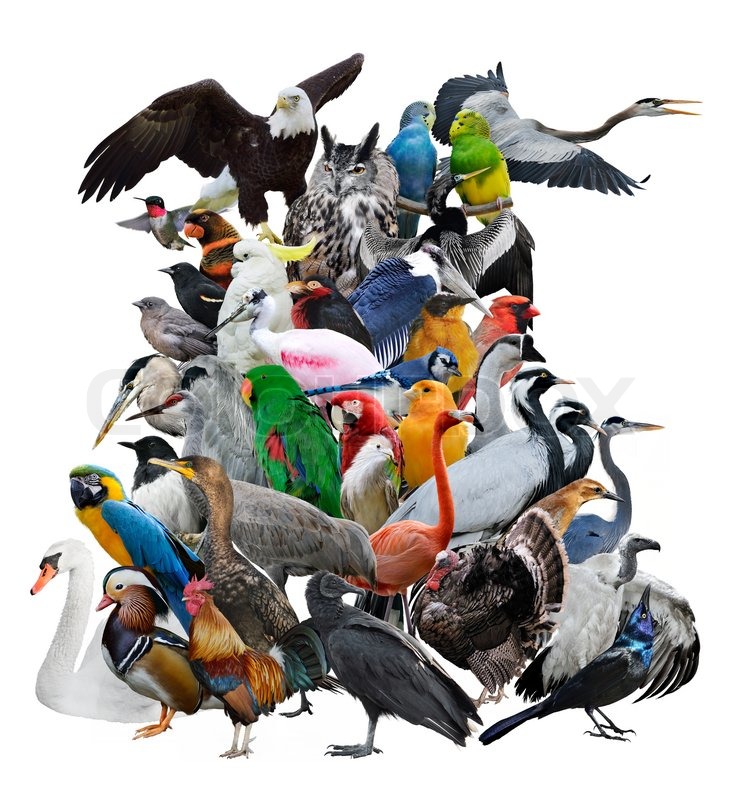 Large Birds Collection Isolated On ... | Stock image | Colourbox