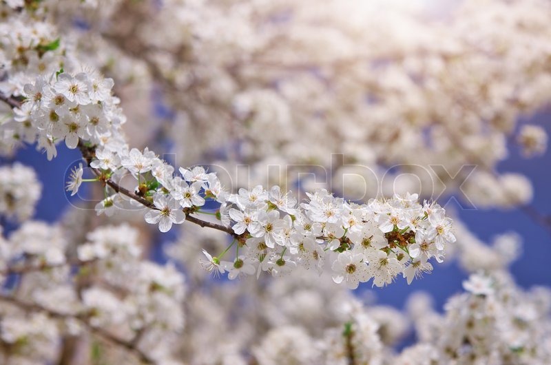 Zweig der großen weißen Baum. | Stock Bild | Colourbox