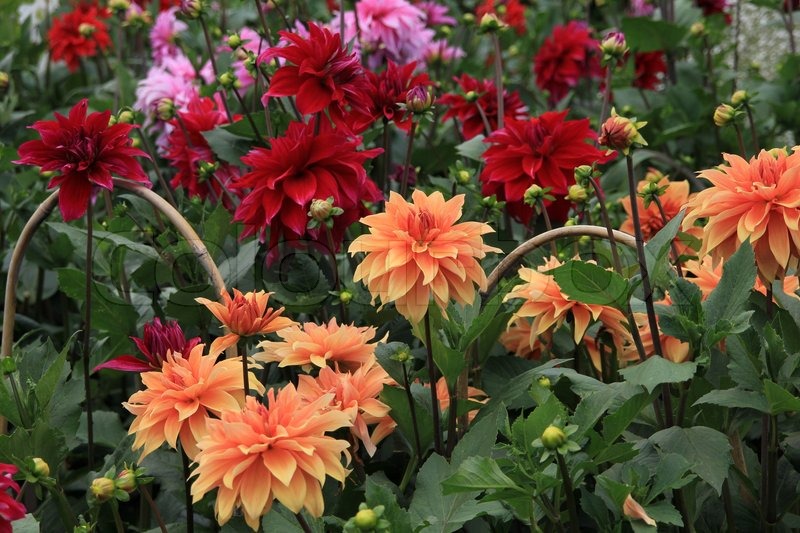 Field of many blooming dahlia in ... | Stock image | Colourbox