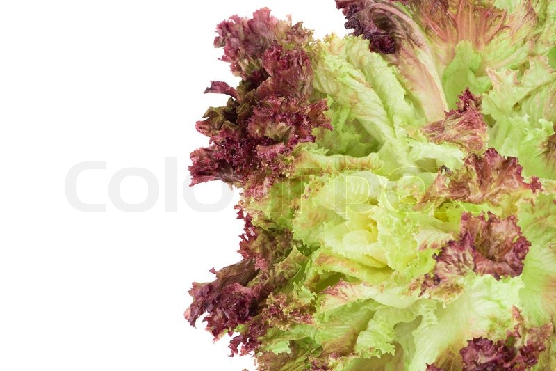 Red lettuce isolated on white. Whole ... | Stock image | Colourbox