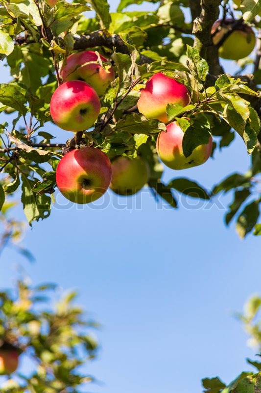Apples in the fall on an apple tree. ... | Stock image | Colourbox
