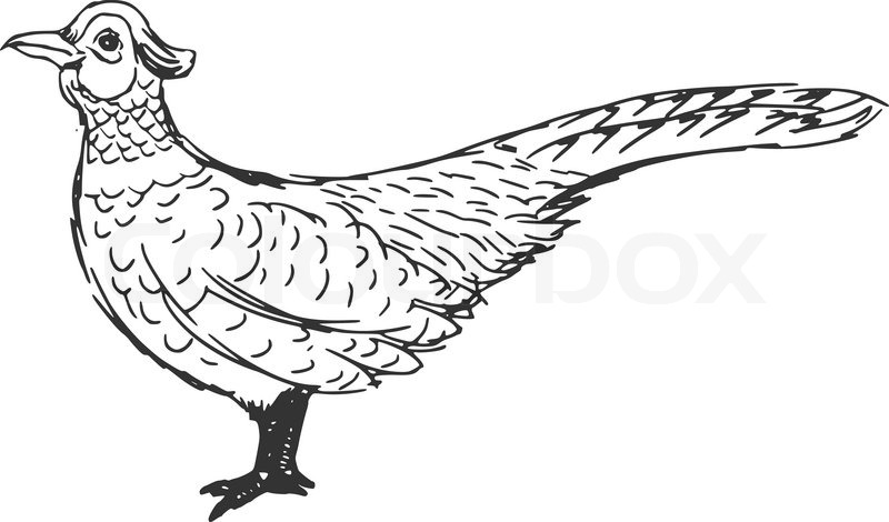 Fasan | Stock-Vektor | Colourbox