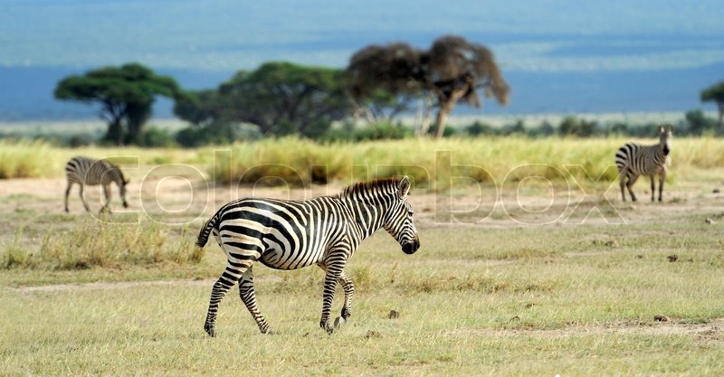 Zebra in the grasslands of the National ... | Stock image | Colourbox