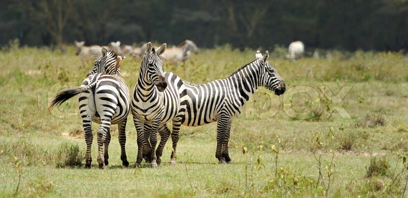 Zebra in the grasslands of the National ... | Stock image | Colourbox