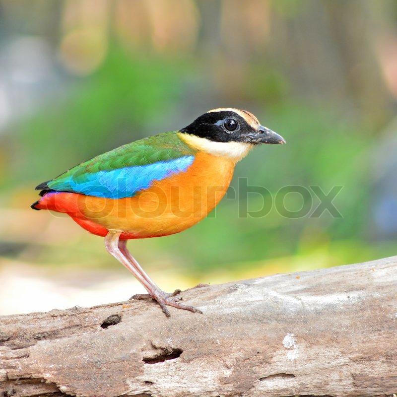 A beautiful colorful bird Blue winged ... | Stock Photo | Colourbox