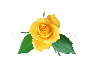 Smukke gule rose isoleret på hvid baggrund | Stock Billede | Colourbox
