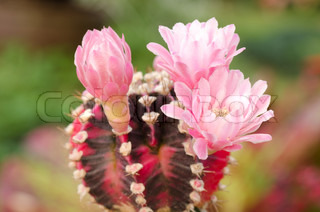 Blooming flowers of Red Torch Cactus, Echinopsis huascha | Stock Photo ...
